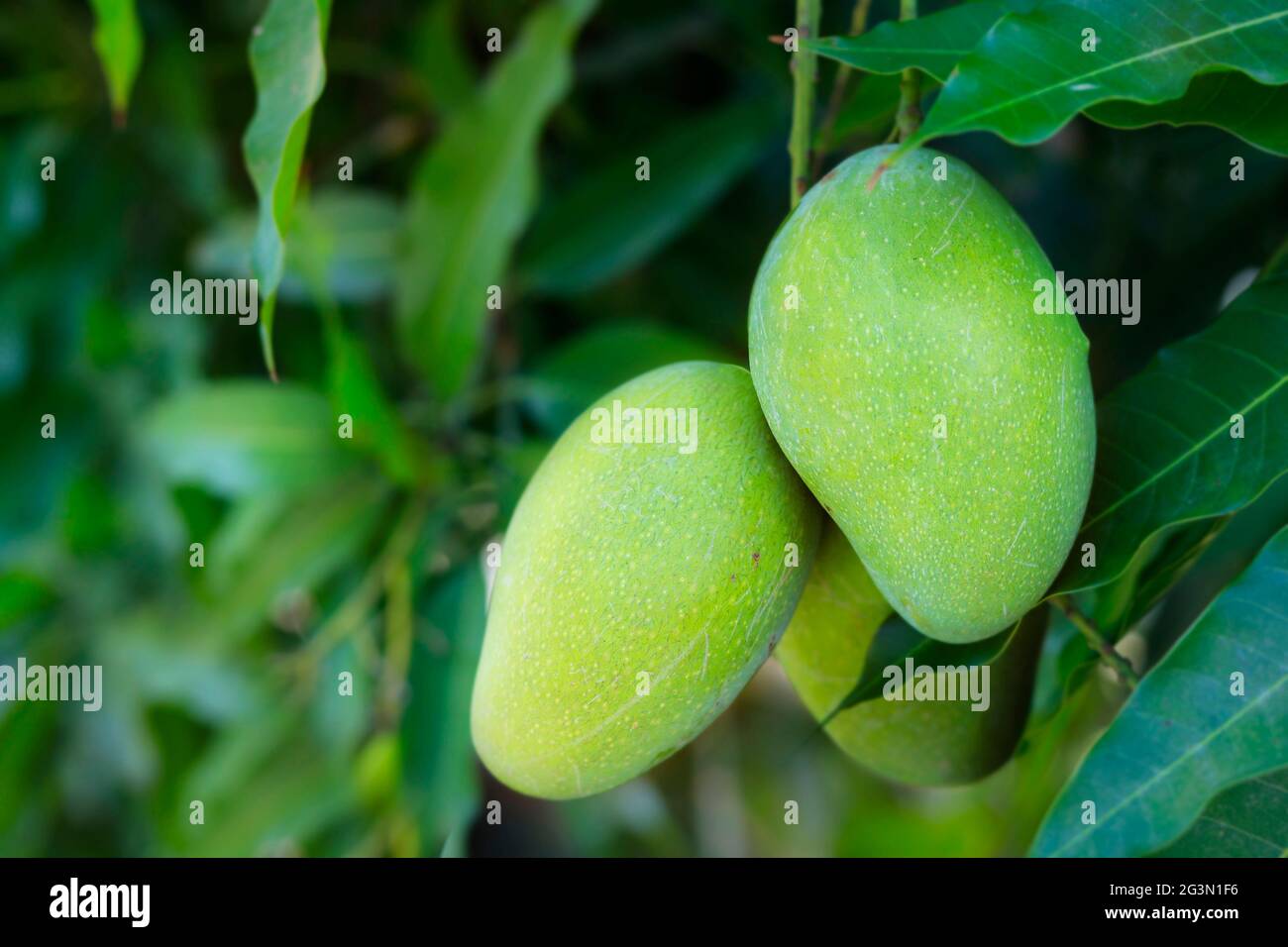 Mango in tree plantation fruit hi-res stock photography and images - Alamy
