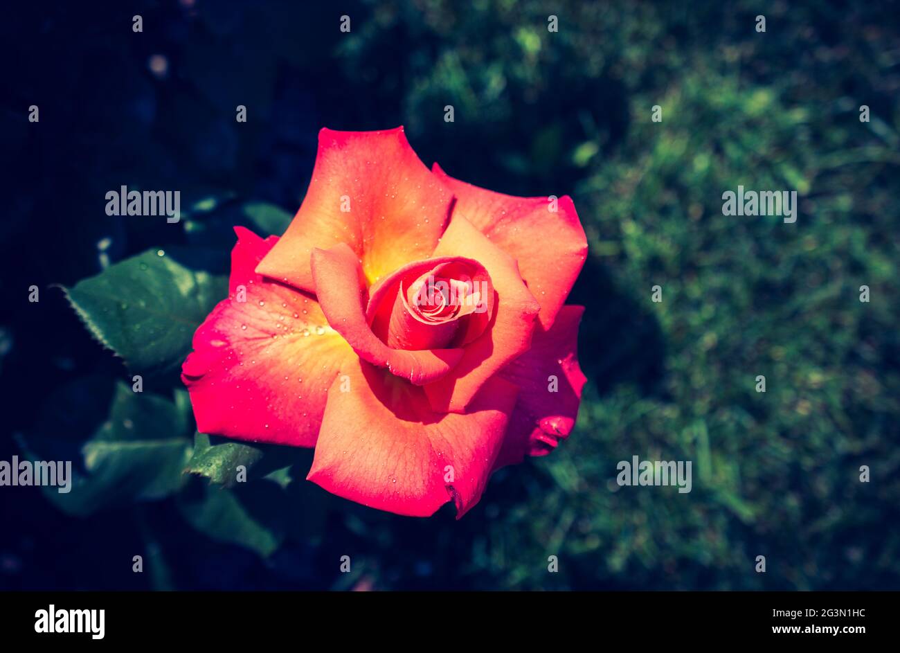 Beautiful colorful Rose Flower Stock Photo - Alamy