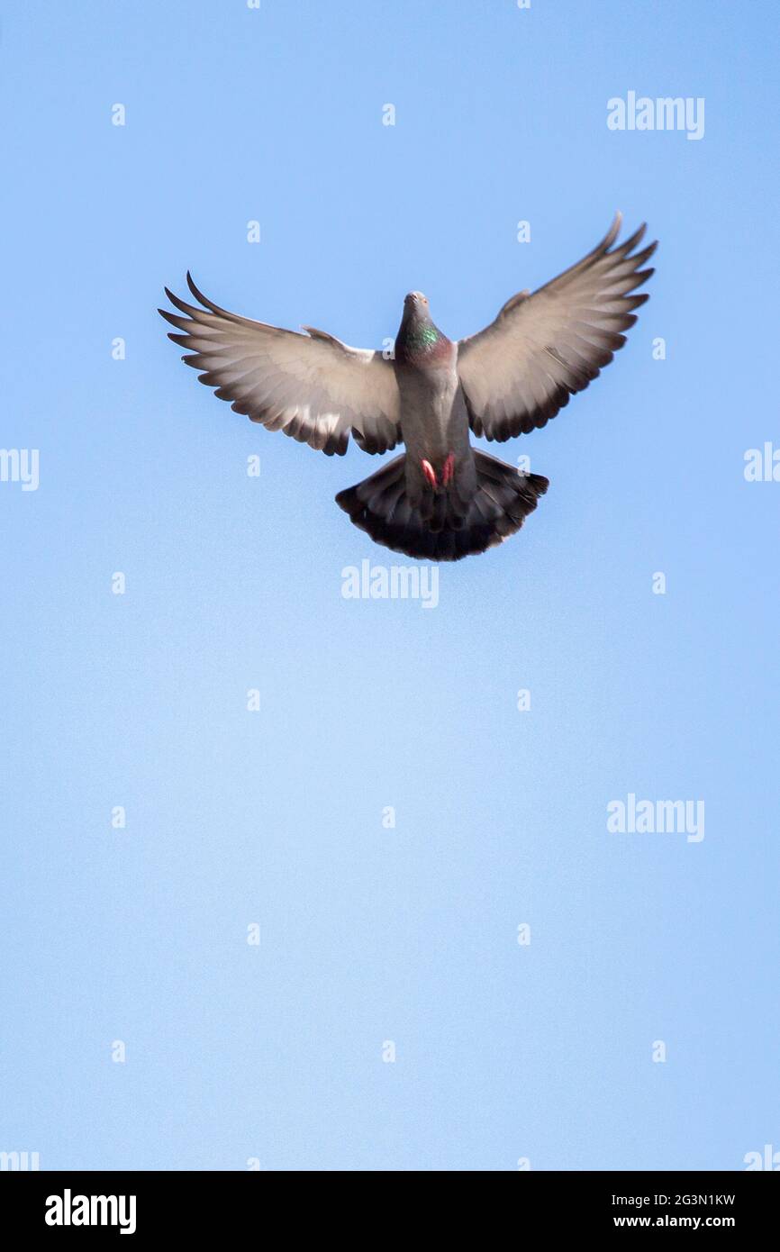 Single pigeon flying in air Stock Photo - Alamy