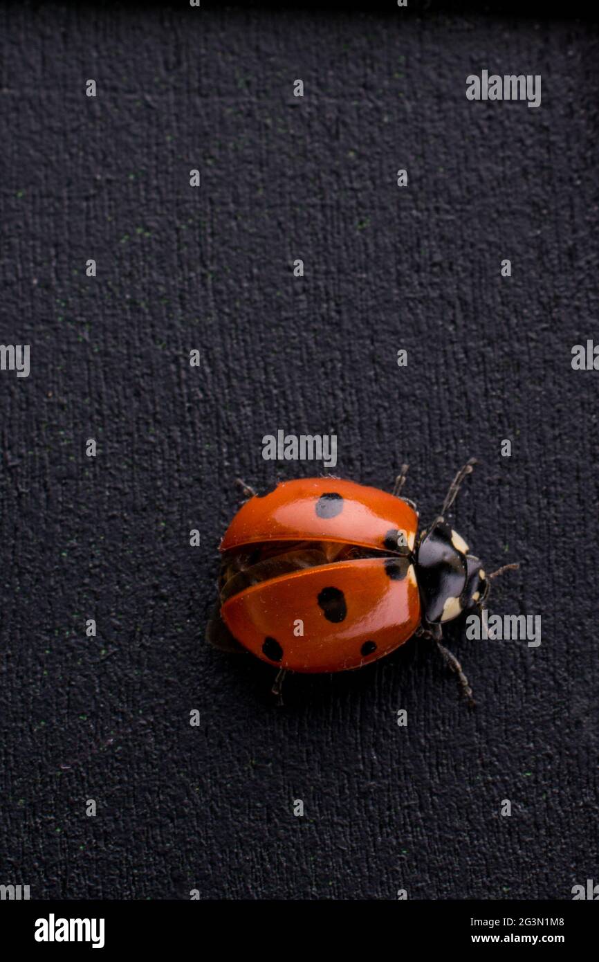 Beautiful red ladybug walking on a notice board Stock Photo - Alamy