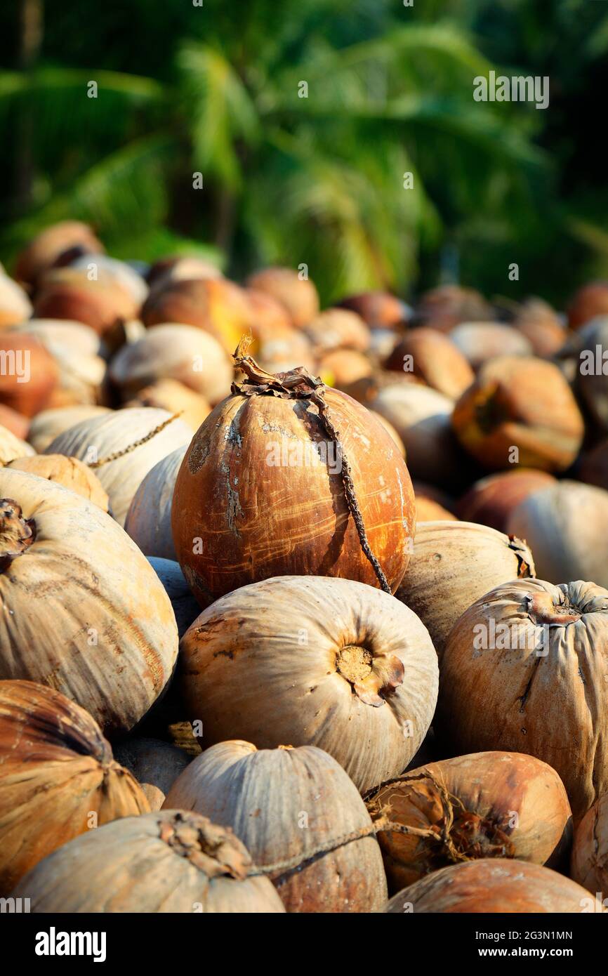Fiber production coconut tree hi-res stock photography and images - Alamy