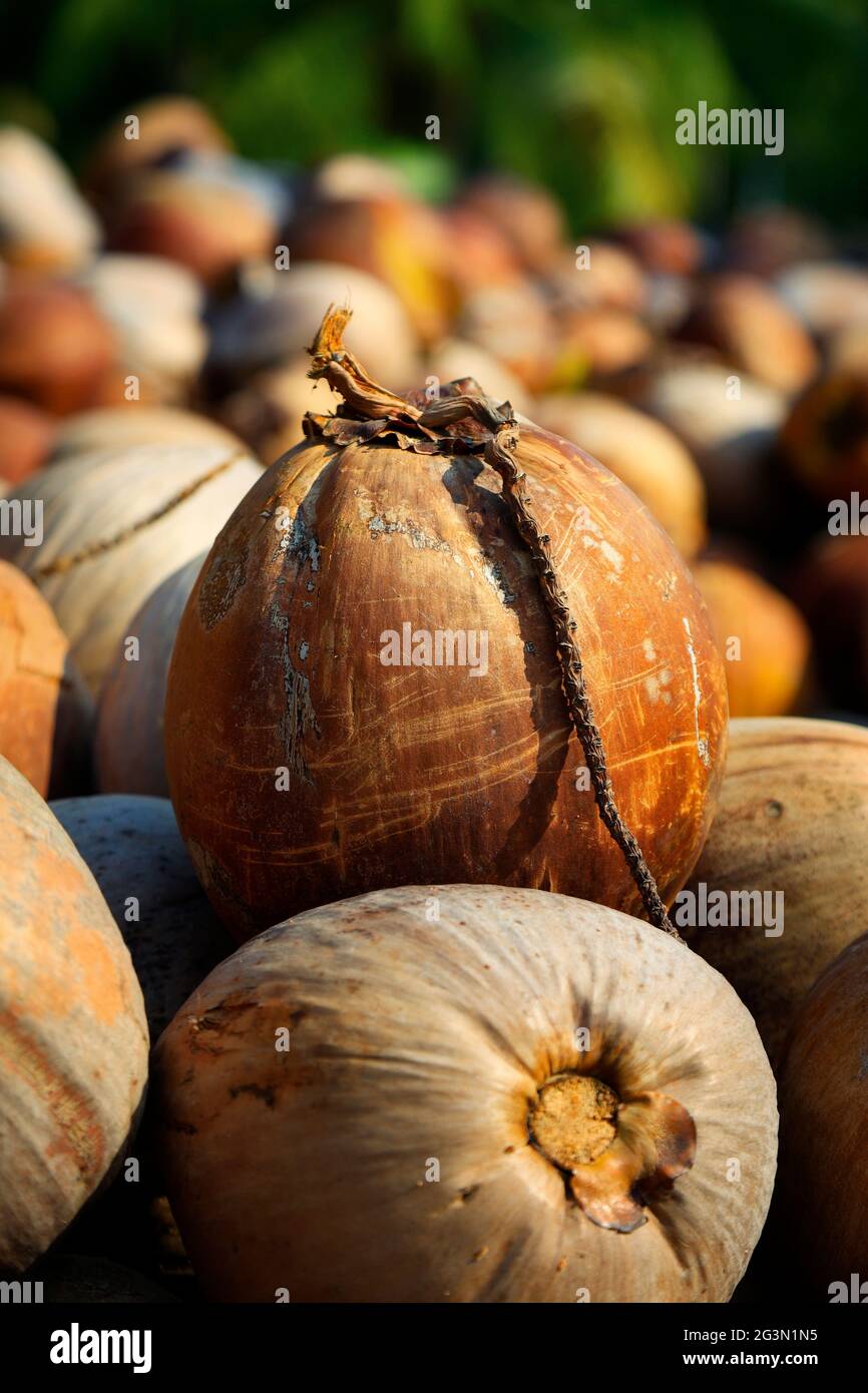 Fiber production coconut tree hi-res stock photography and images - Alamy