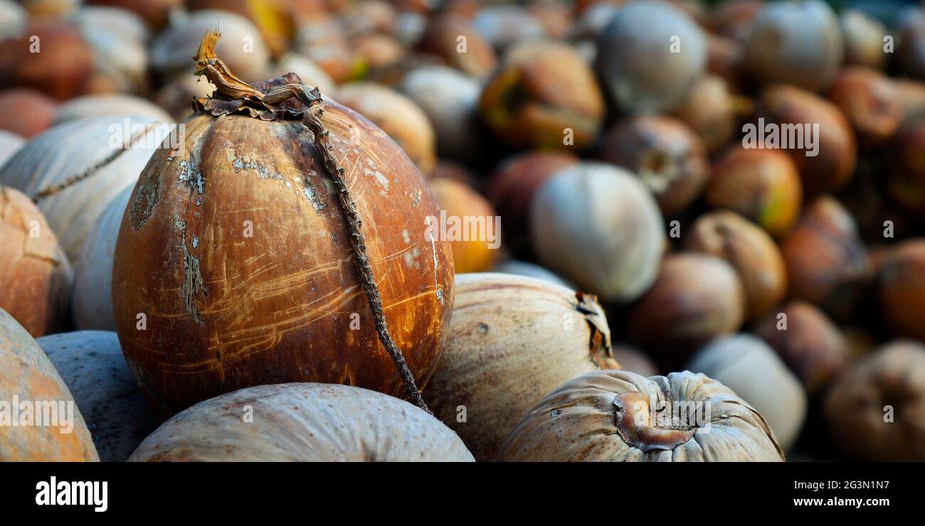 Oil palm bunch pile hi-res stock photography and images - Alamy