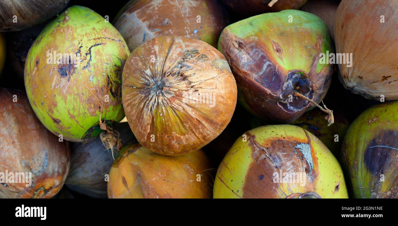 close up of coconut in coconut heap Stock Photo - Alamy