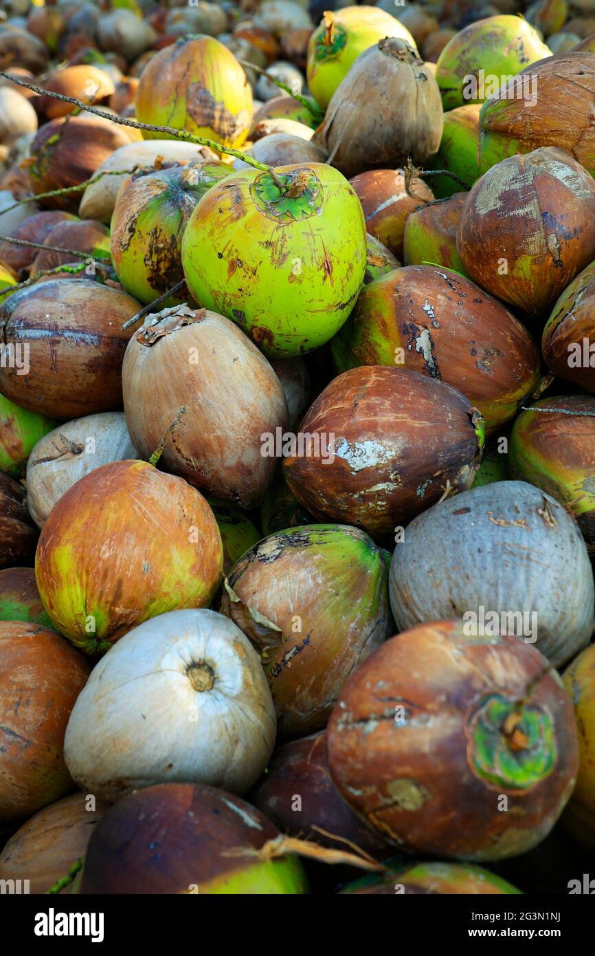 close up of coconut in coconut heap Stock Photo - Alamy