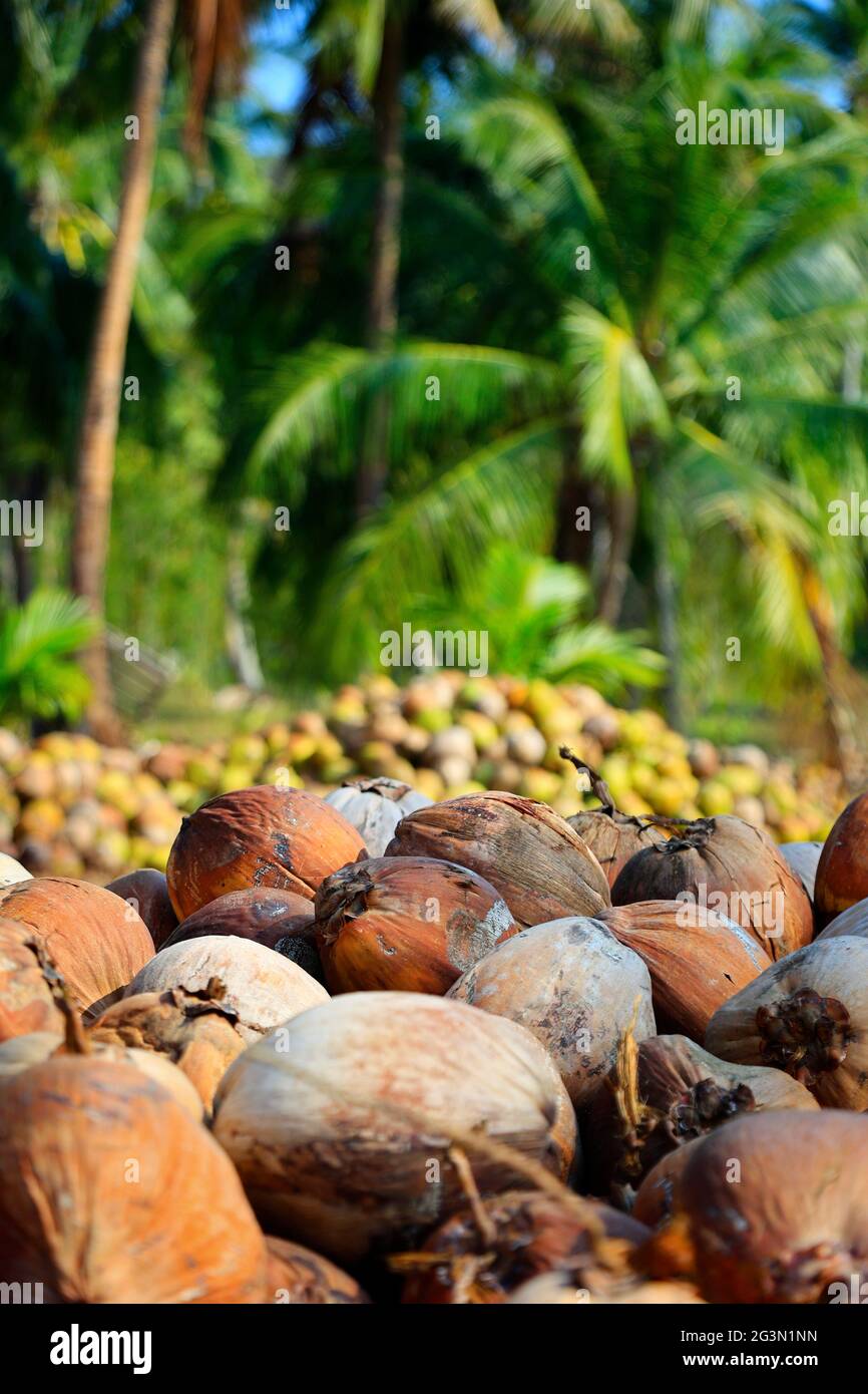 Coconut fiber production hi-res stock photography and images - Alamy