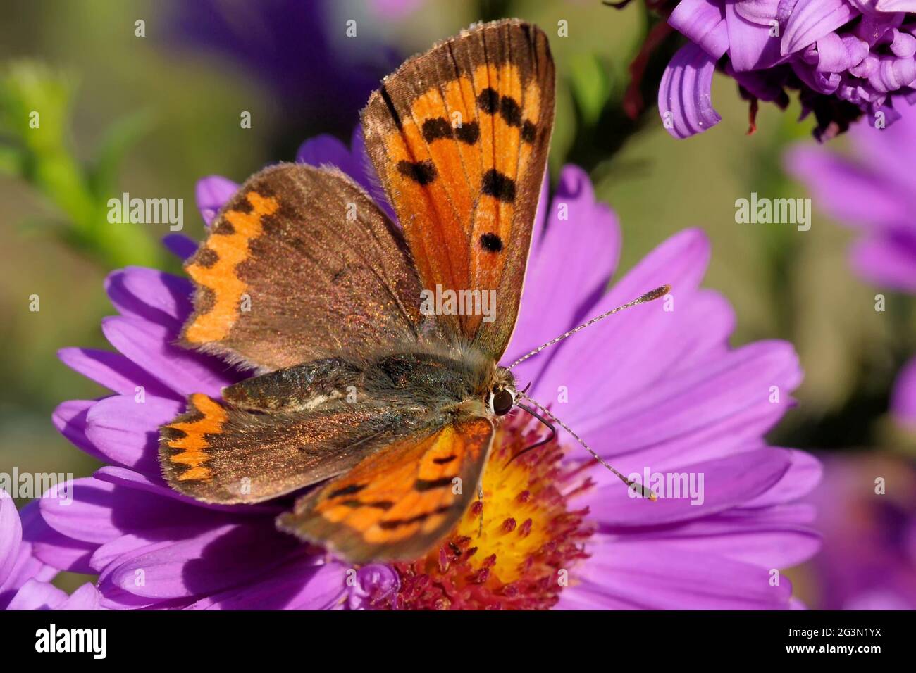 Little small insect hi-res stock photography and images - Alamy