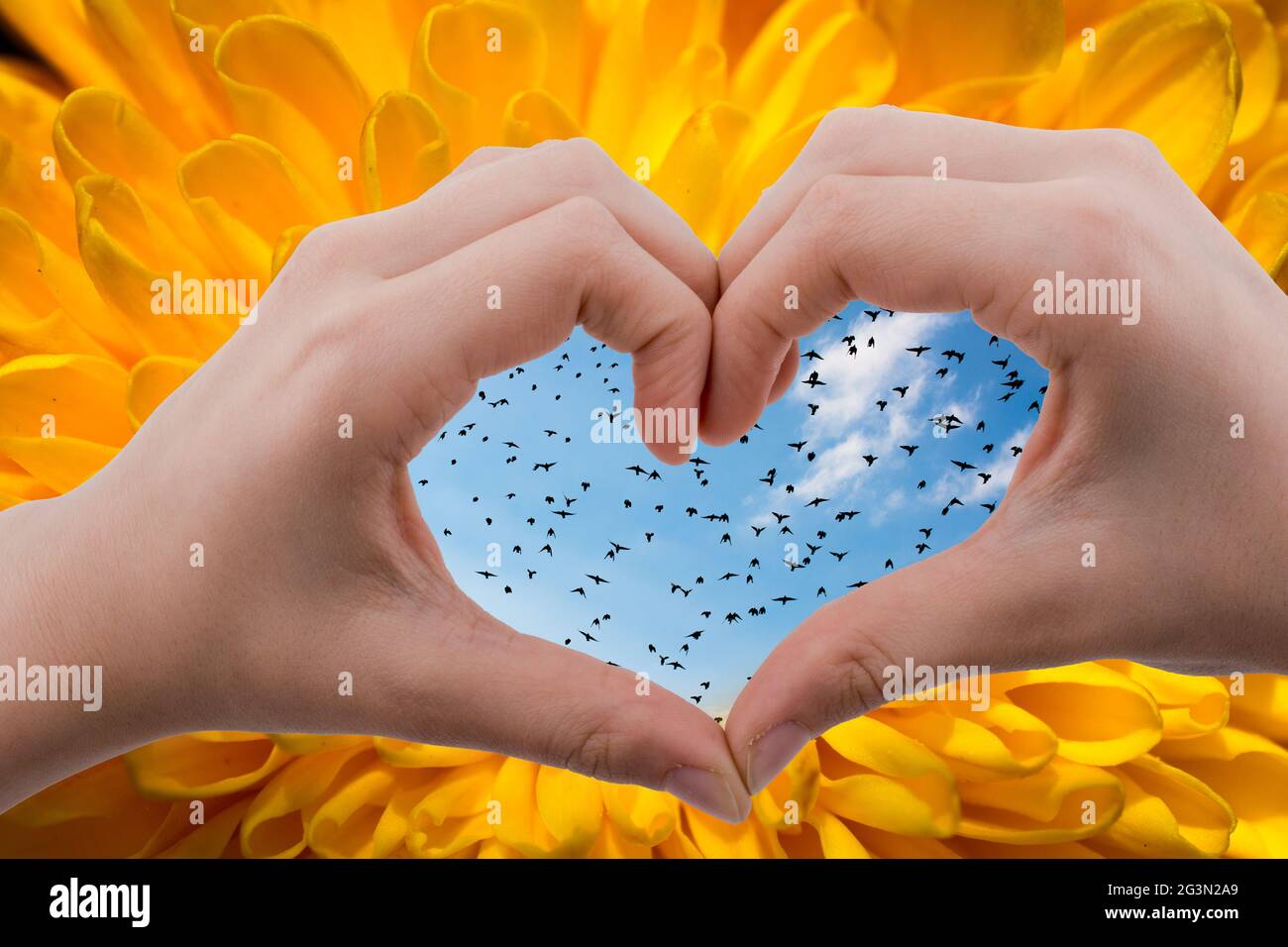 Flock of birds seen behind a heart shaped hand Stock Photo - Alamy