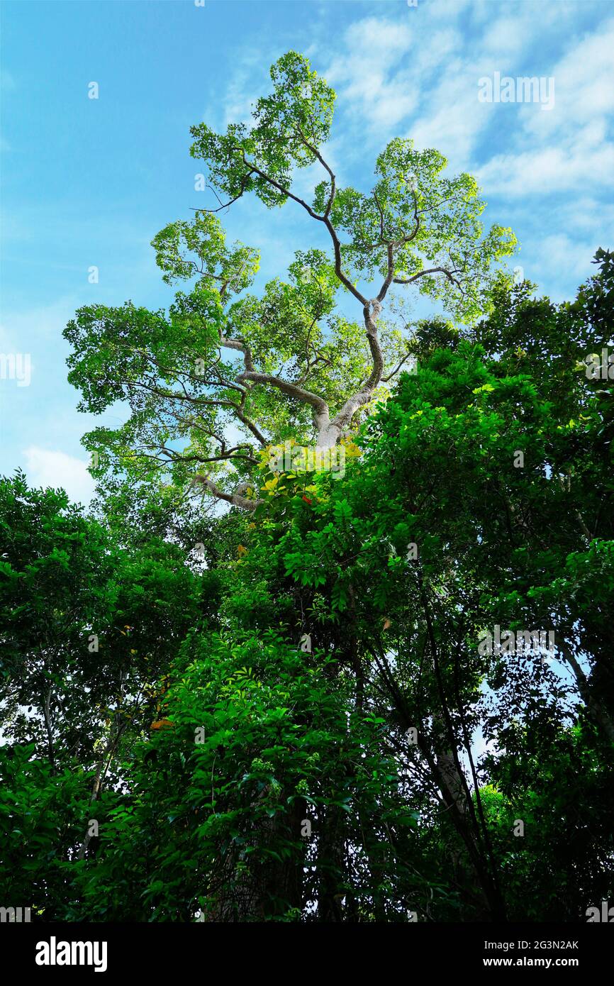 Amazonia forest hi-res stock photography and images - Alamy