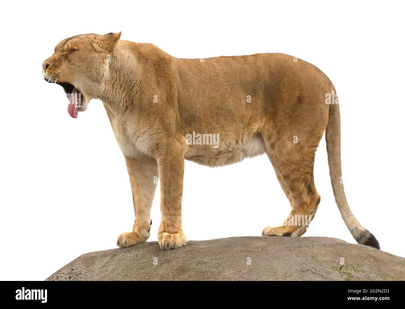 Lioness standing on rock hi-res stock photography and images - Alamy