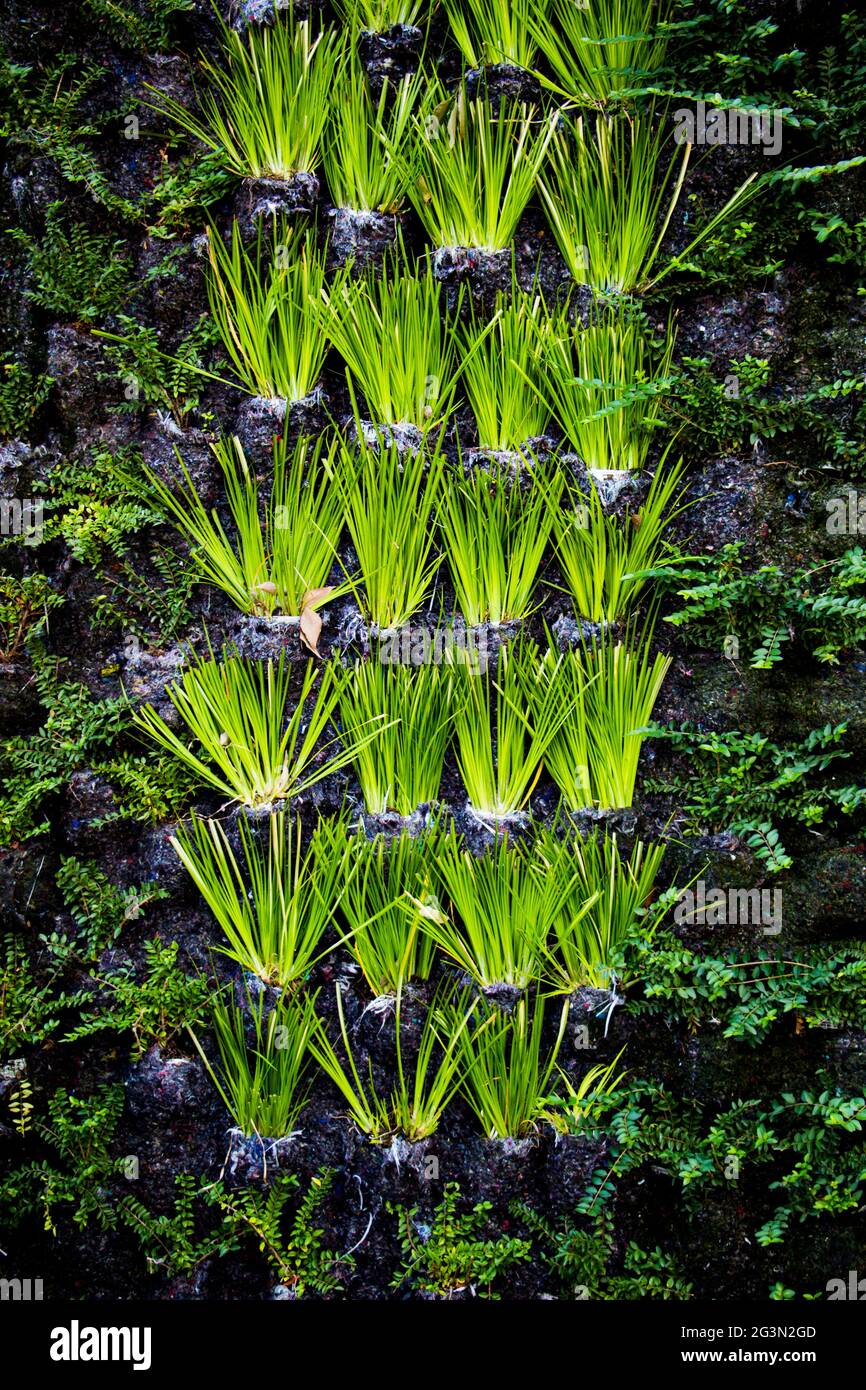 Green grass texture as nature background Stock Photo - Alamy
