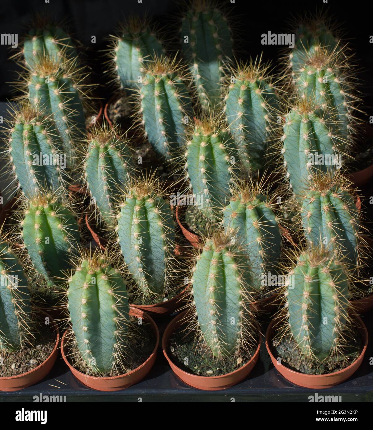 Colorful collection cacti in hi-res stock photography and images - Alamy