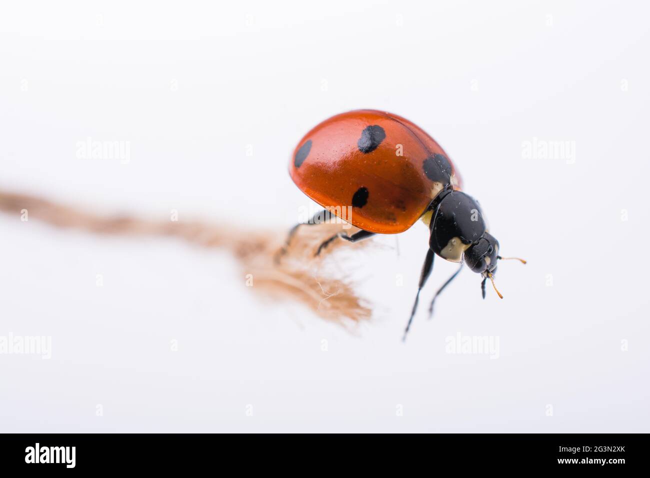 Walking on a leaf hi-res stock photography and images - Alamy