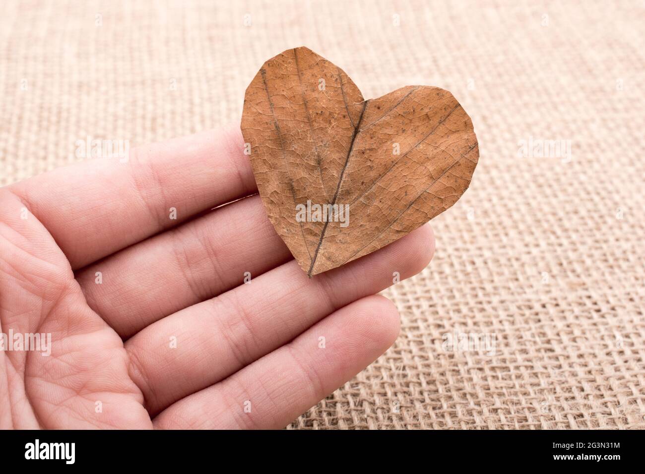 Hand and leaf hi-res stock photography and images - Alamy