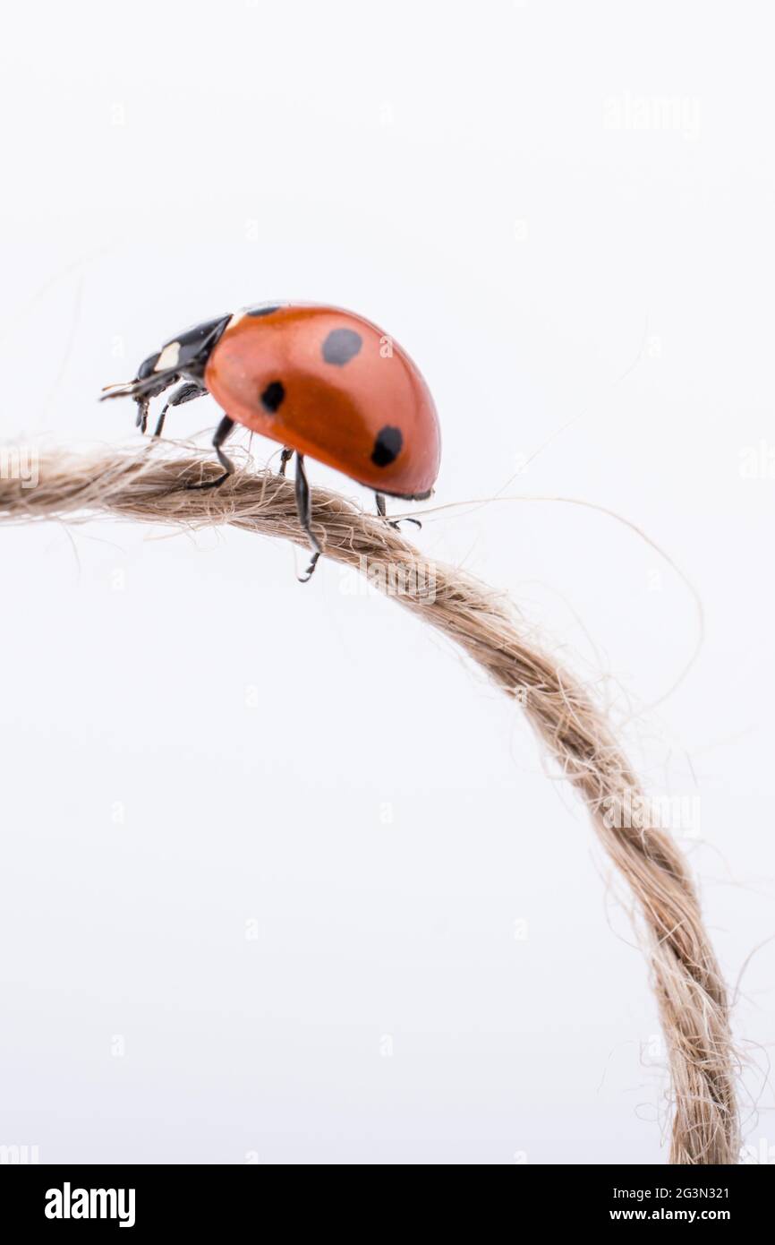 Beautiful red bug hi-res stock photography and images - Alamy