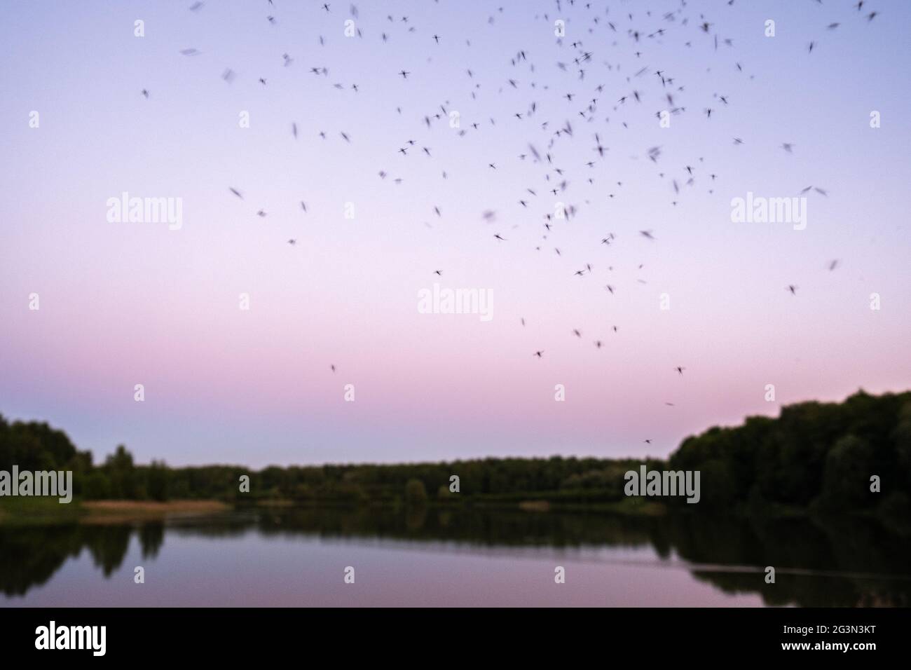 Mosquitoes swarm hi-res stock photography and images - Alamy