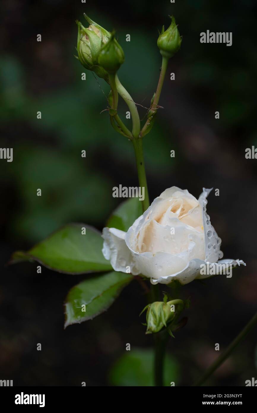 Wet rained budding white rose, drops on the petals. Some flower buds at ...
