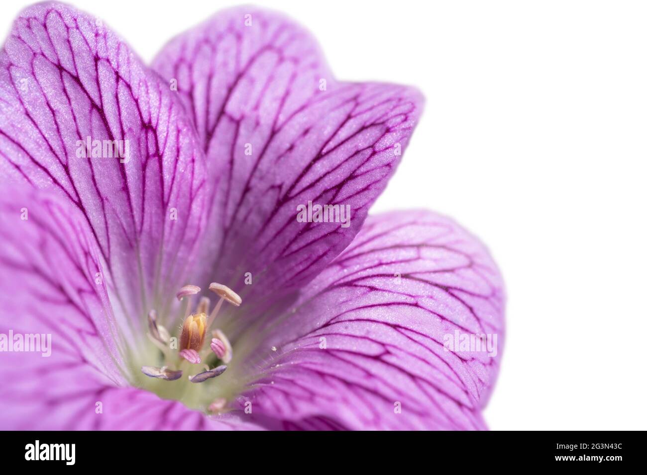 Petals, stamens and pistil of the wild perennial Geranium endressii in ...