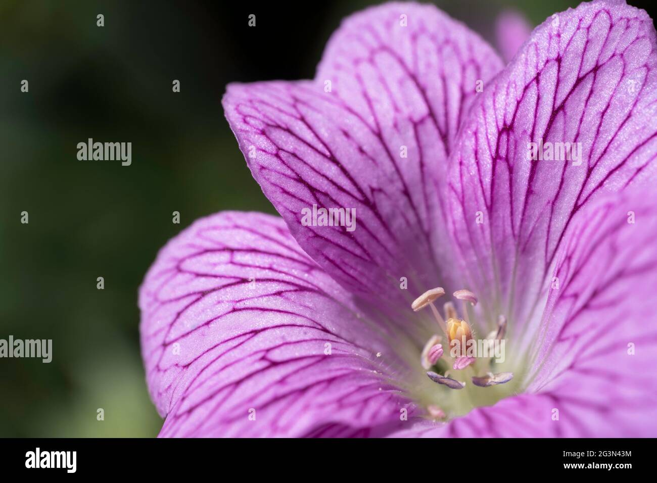Macro photo of the petals, stamens and pistil of the wild perennial ...