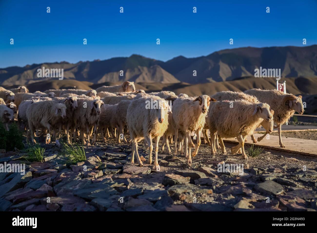 The ancient city and sheep chaser Stock Photo - Alamy