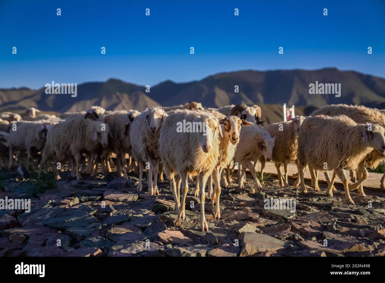 The ancient city and sheep chaser Stock Photo - Alamy