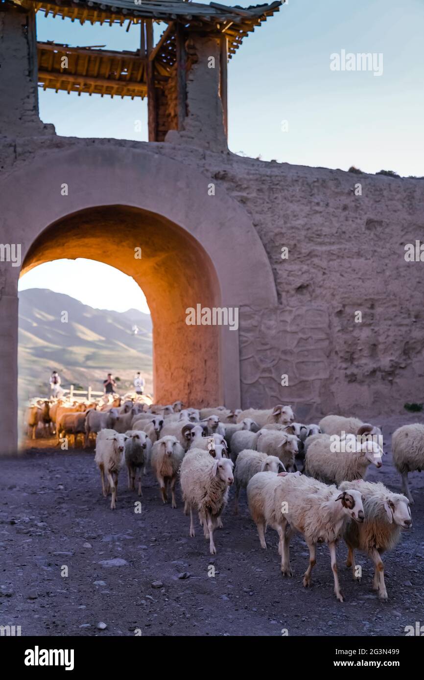 The ancient city and sheep chaser Stock Photo - Alamy