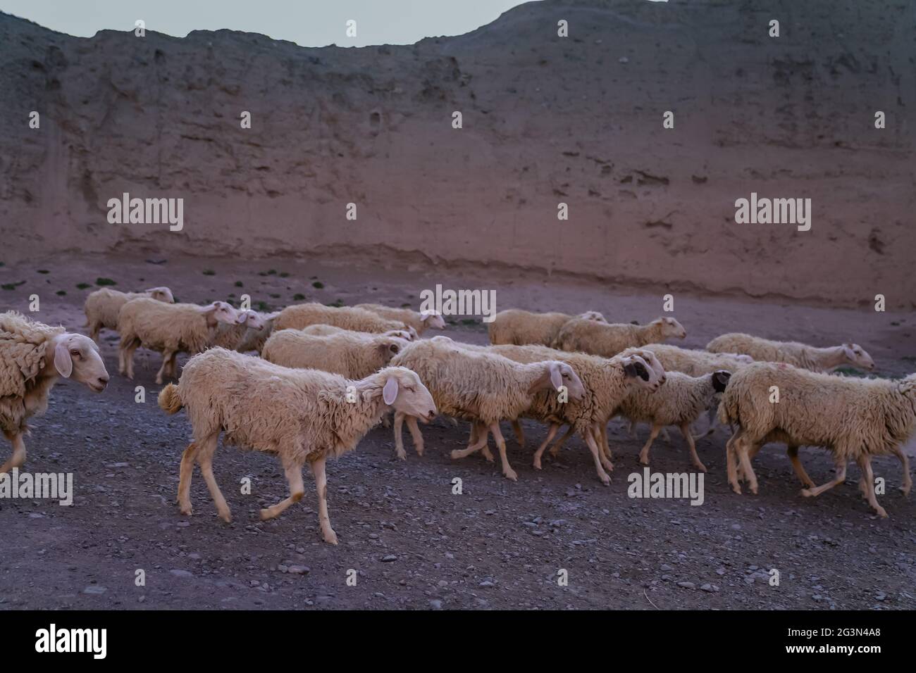 The ancient city and sheep chaser Stock Photo - Alamy