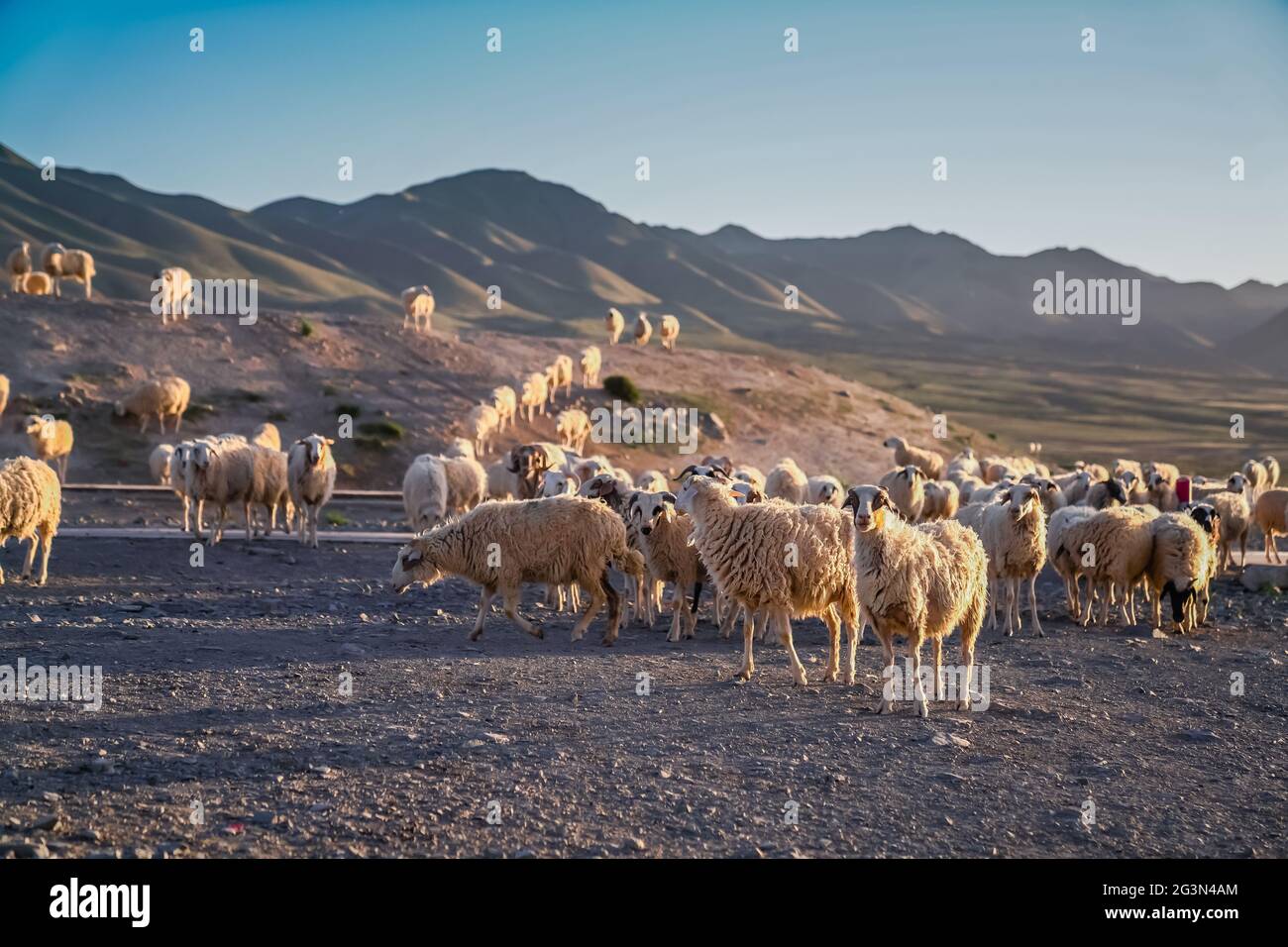 The ancient city and sheep chaser Stock Photo - Alamy