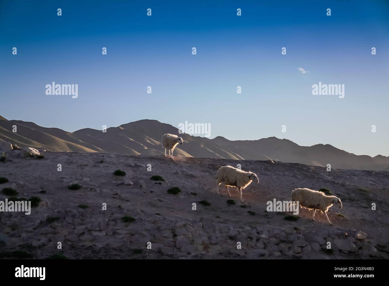 The ancient city and sheep chaser Stock Photo - Alamy