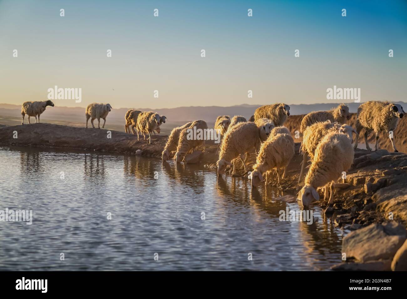 The ancient city and sheep chaser Stock Photo - Alamy