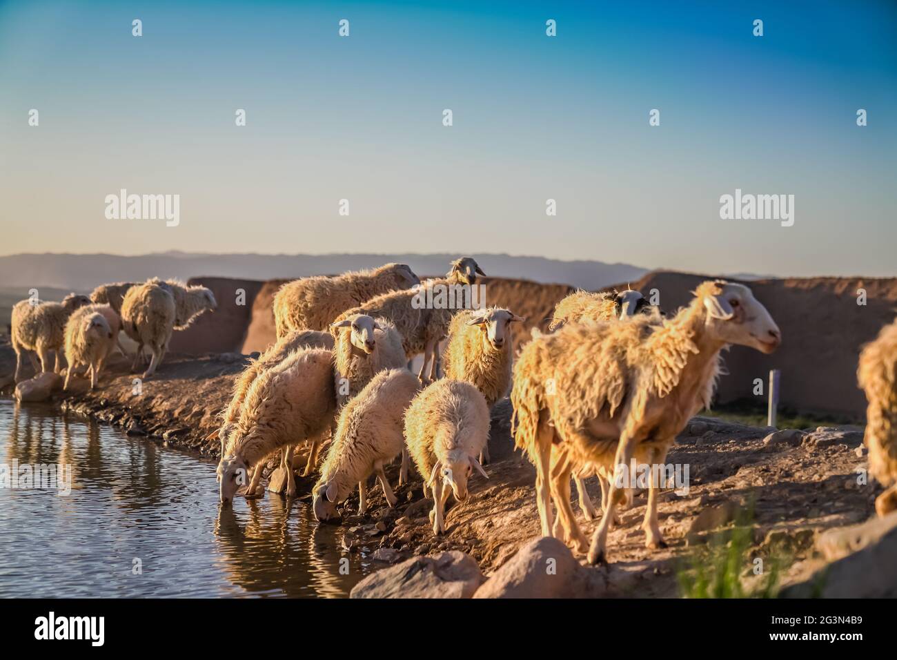 The ancient city and sheep chaser Stock Photo - Alamy