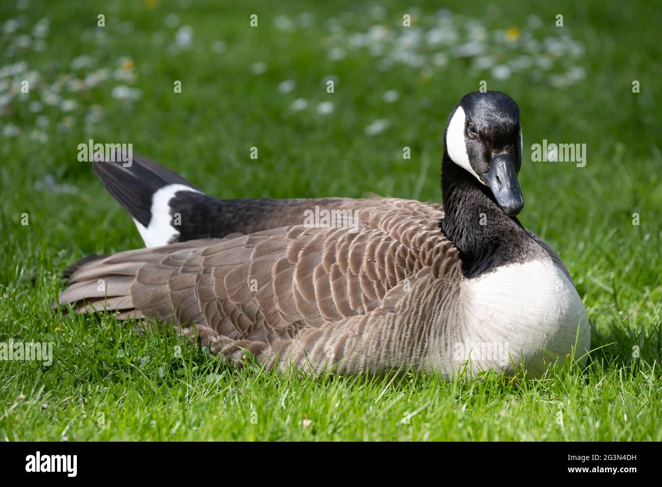 Canada goose (Branta canadensis) with black head and neck, white cheeks ...