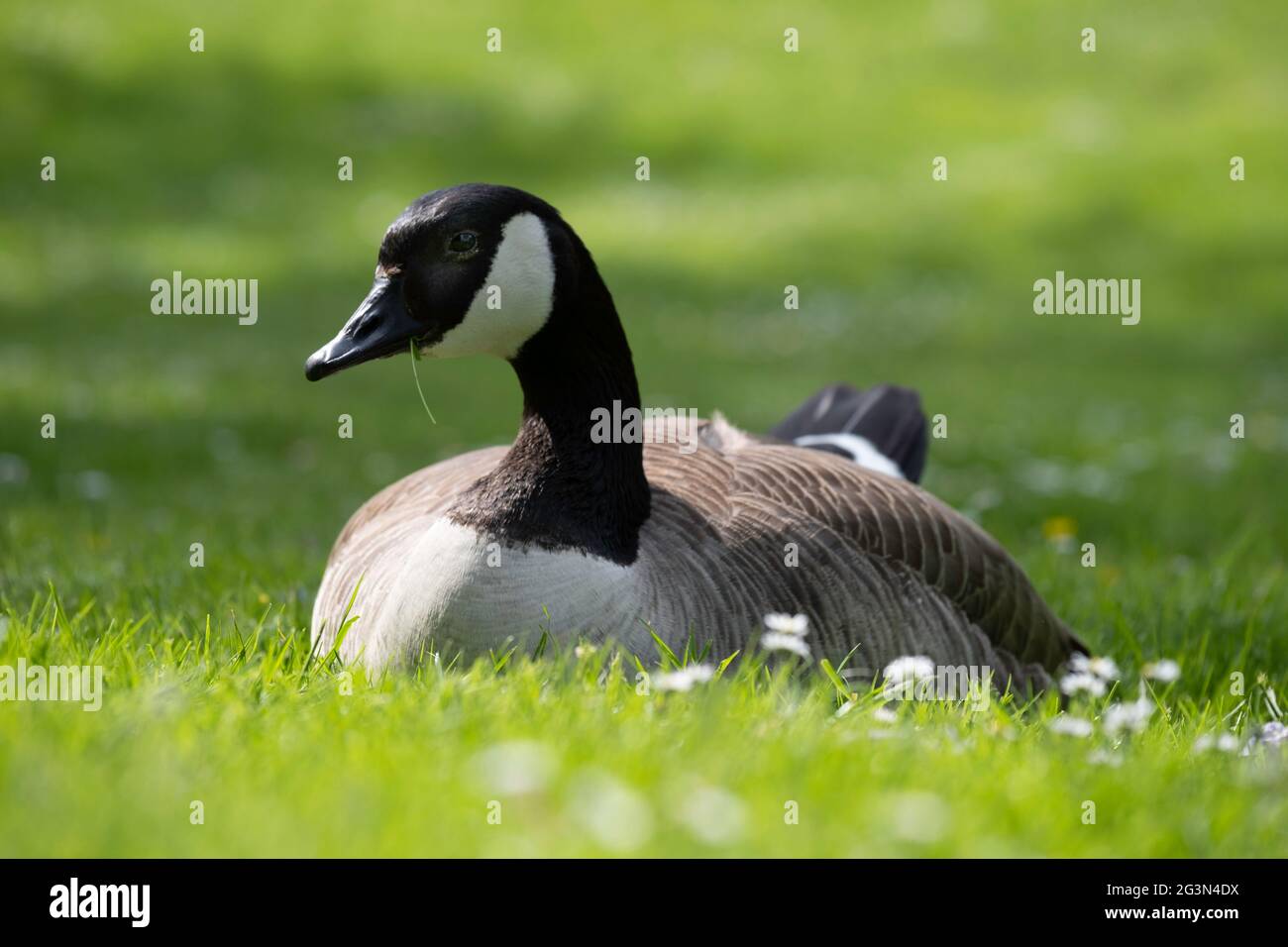 Canada goose (Branta canadensis) with black head and neck, white cheek ...