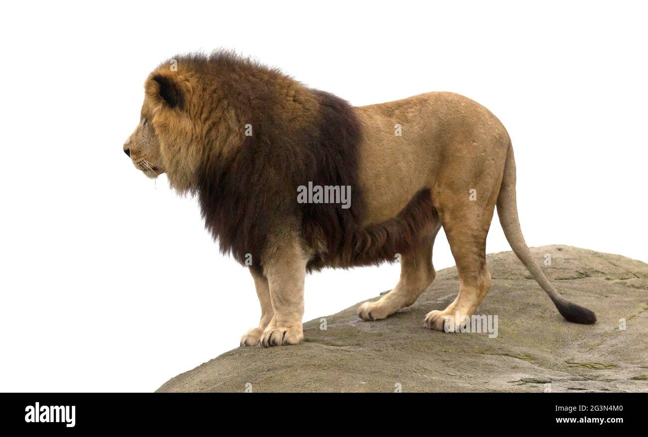 Male lion standing Stock Photo - Alamy