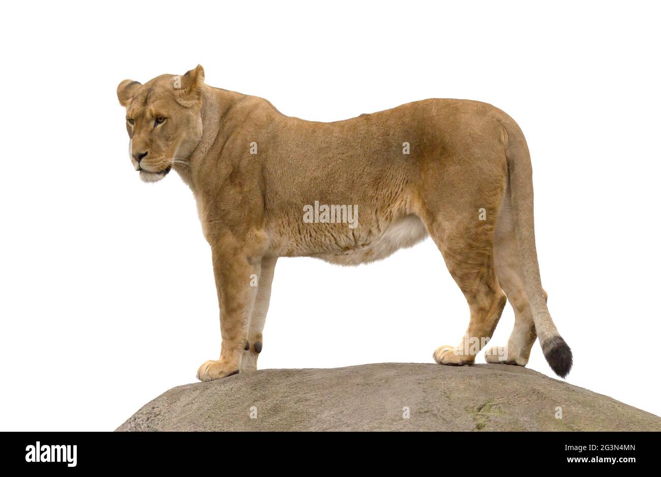 Lioness standing on a rock Stock Photo - Alamy