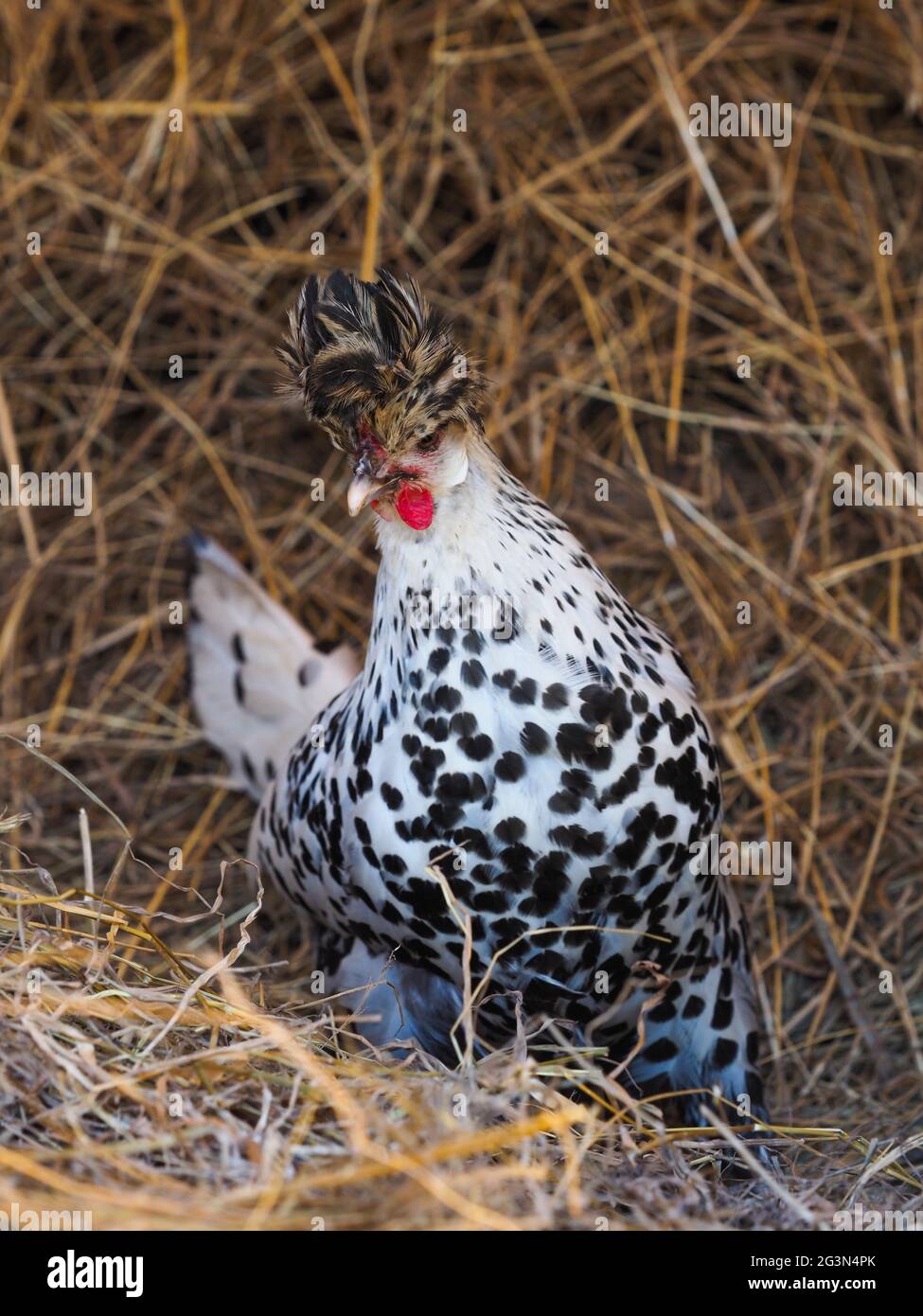 A rare breed appenzeller spitzhauben hen on a pile of hay Stock Photo ...