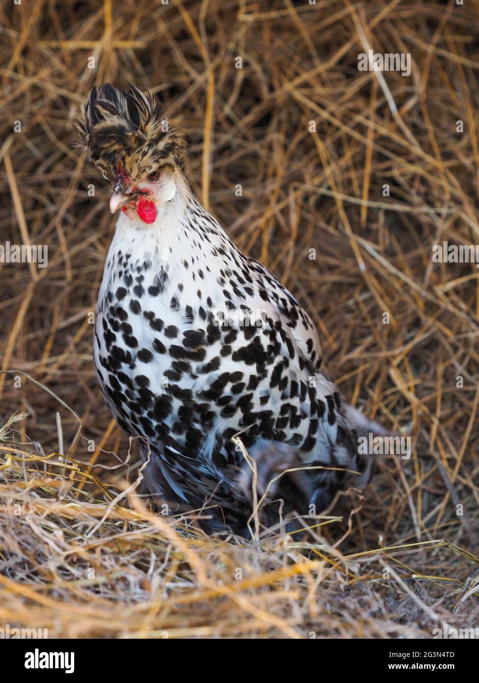 Appenzeller hen hi-res stock photography and images - Alamy
