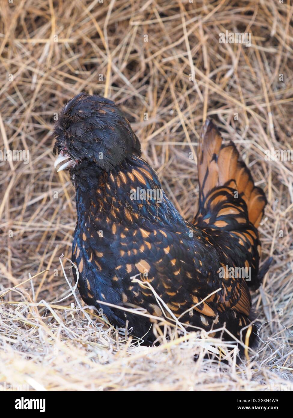 Polish hen hi-res stock photography and images - Alamy
