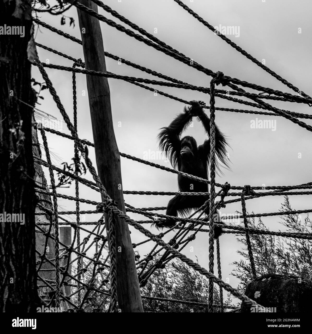 Monkey leap Black and White Stock Photos & Images - Alamy