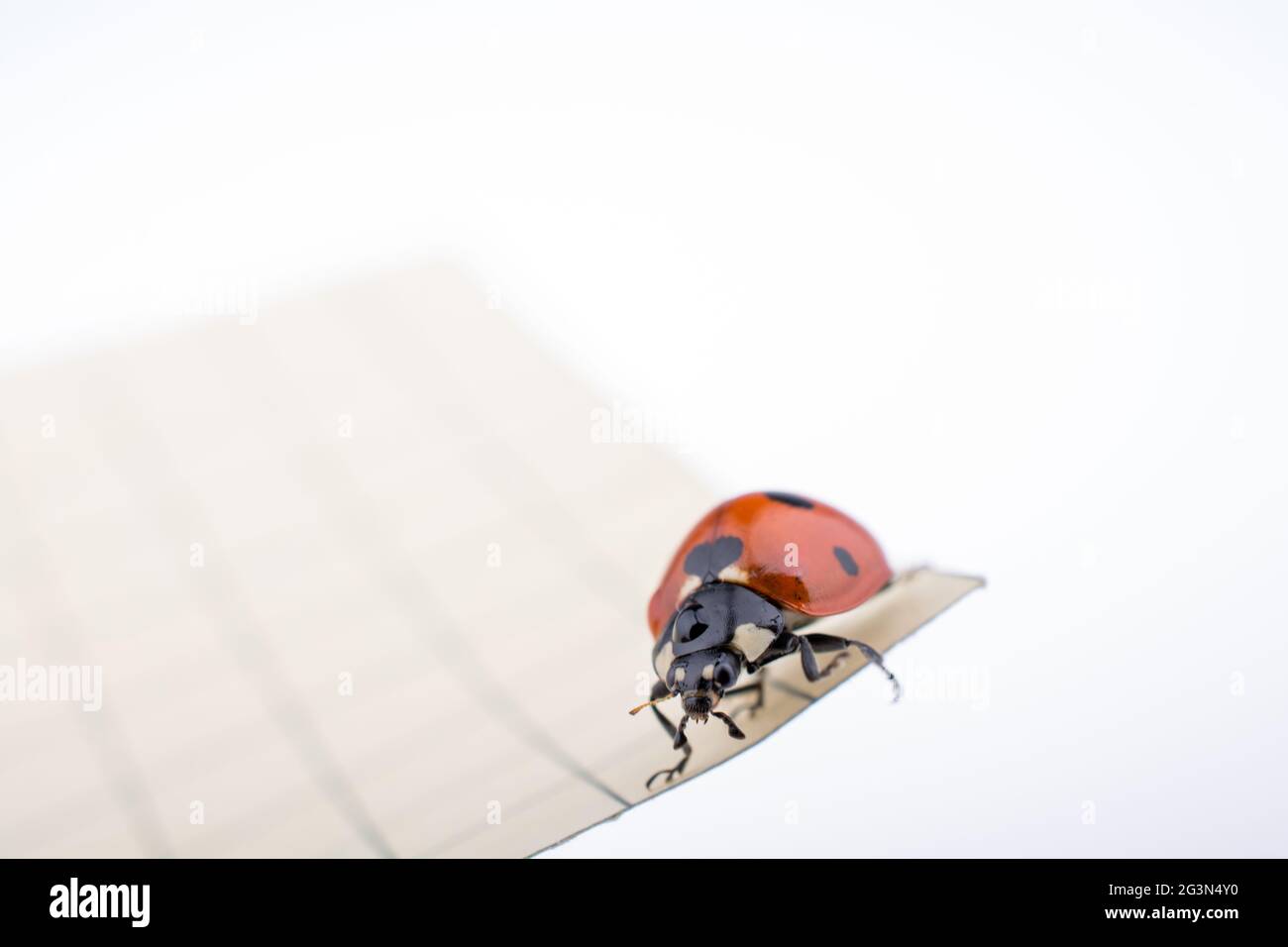 Walking ladybug hi-res stock photography and images - Alamy