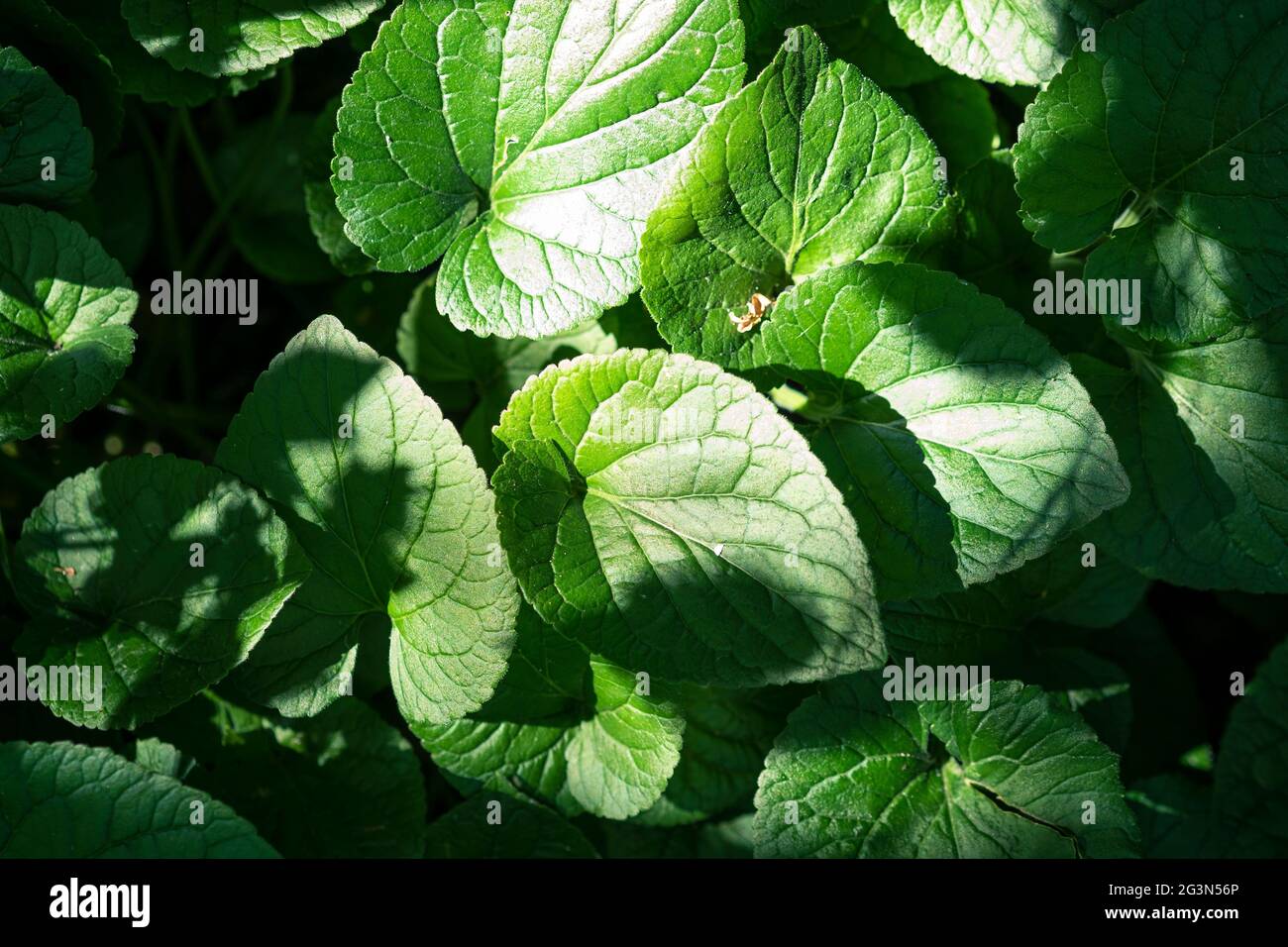 Green leaves in park with sunlight and shadows Stock Photo - Alamy