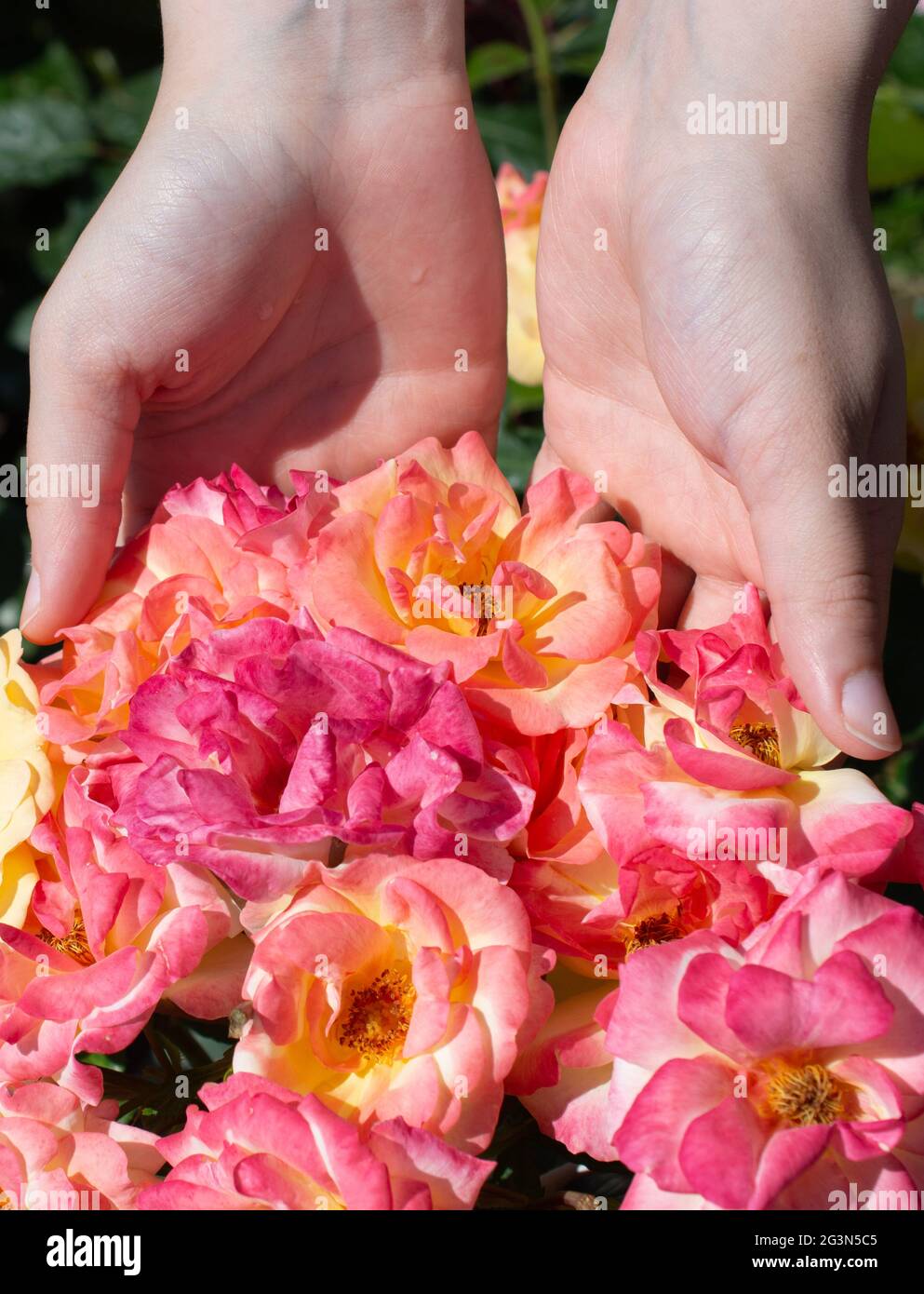 Hand holding roses hi-res stock photography and images - Alamy