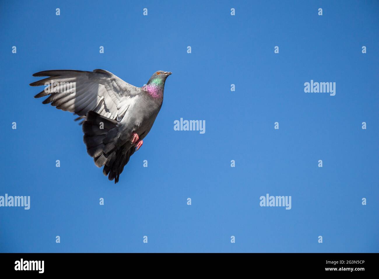 Single pigeon flying in air Stock Photo - Alamy
