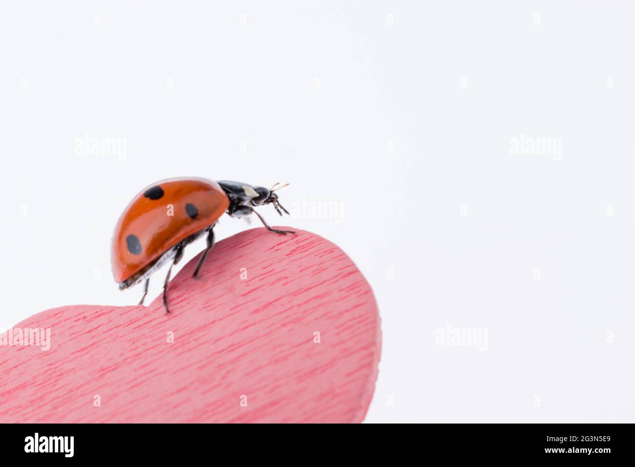 Ladybug icon hi-res stock photography and images - Alamy