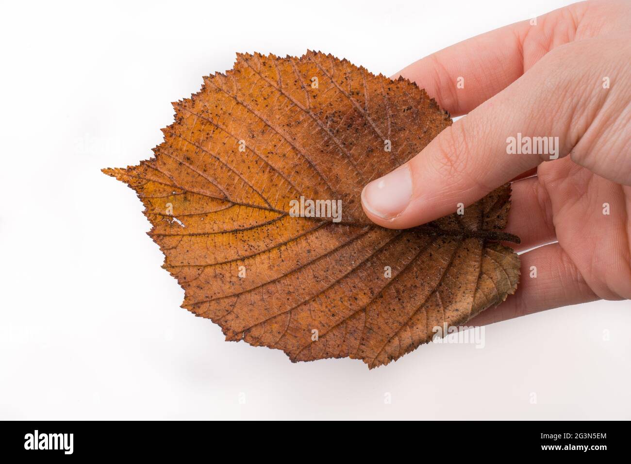 Hand holding autumn leaf in hi-res stock photography and images - Alamy