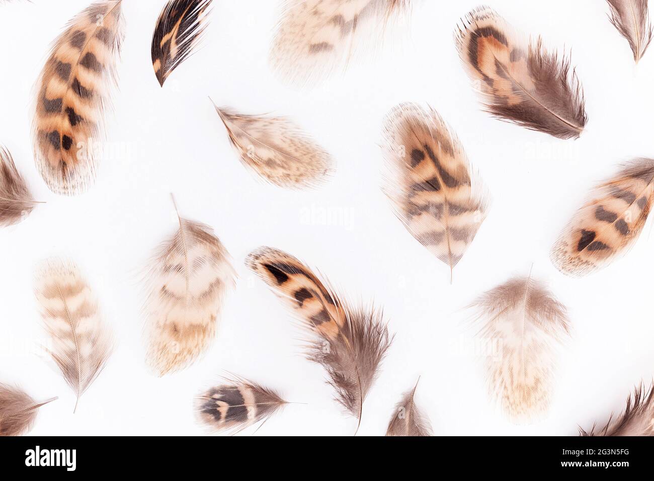 Pattern made with mottled brown pheasant feathers on white background ...
