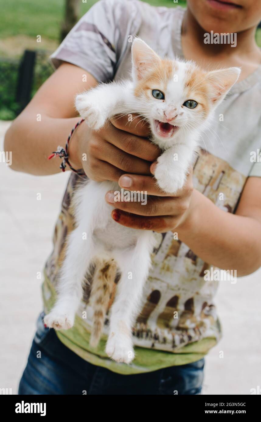 Child boy holding cat kitten hi-res stock photography and images - Alamy