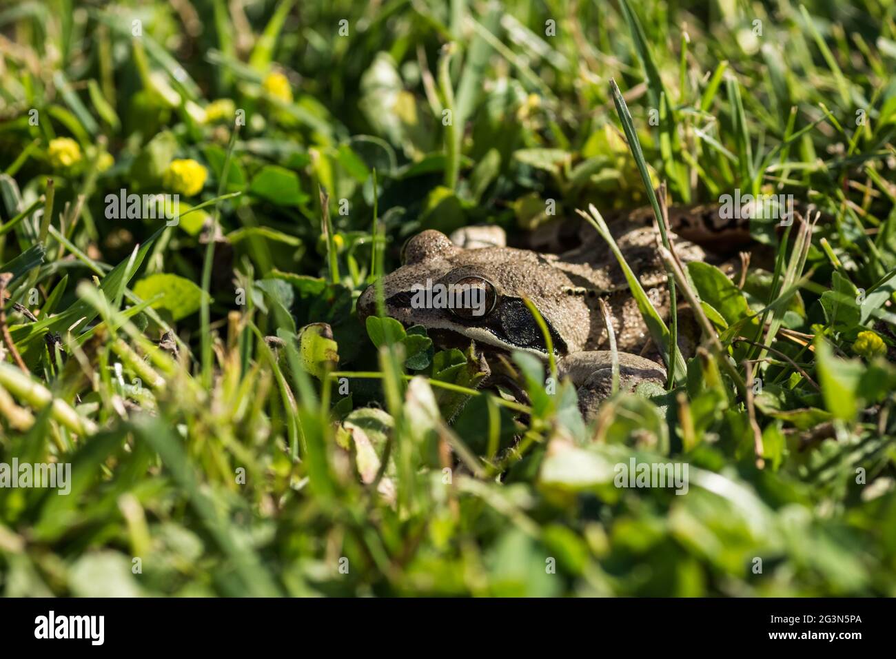 Frog in the grass hi-res stock photography and images - Alamy