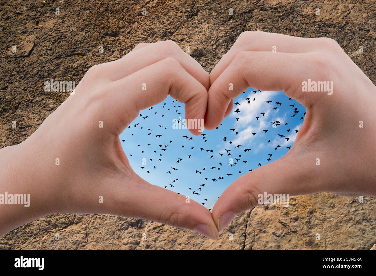 Flock of birds seen behind a heart shaped hand Stock Photo - Alamy