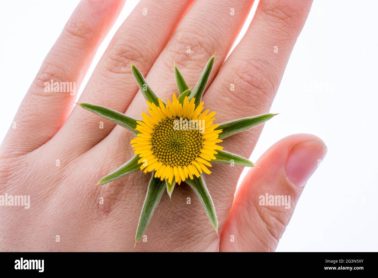 Hand holding sunflower hi-res stock photography and images - Alamy